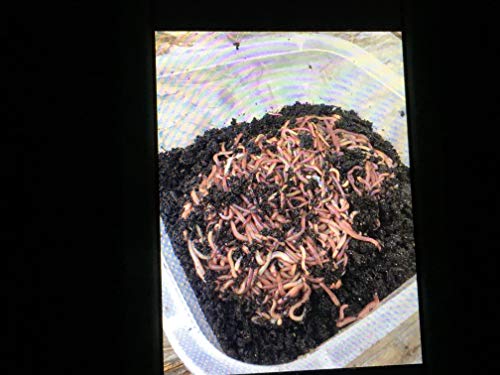 Worms Georgia Red Wiggler (1/2 Pound)