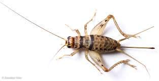 Central Valley Cricket Live Banded Crickets 1000 Assorted Medium/Large, Gut Loaded for Your Animals.