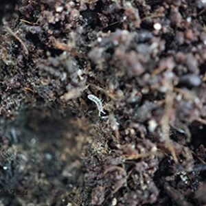 Josh's Frogs Temperate Springtail (Collembola) 8 oz Culture