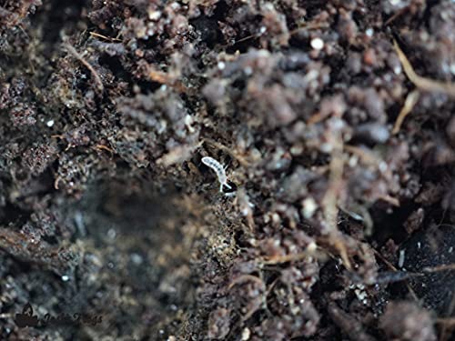 Josh's Frogs Temperate Springtail (Collembola) 8 oz Culture