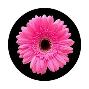 Pink Gerbera Daisy Flower Black Background PopSockets Swappable PopGrip