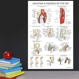 Palace Learning Laminated Anatomy and Injuries of the Hip Poster - Hip Joint Anatomical Chart - 18" x 24"