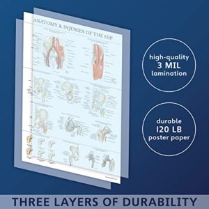 Palace Learning Laminated Anatomy and Injuries of the Hip Poster - Hip Joint Anatomical Chart - 18" x 24"