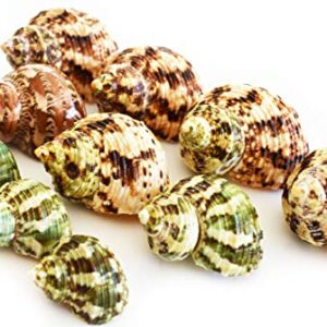 Select 10 Hermit Crab Shells Turbo Changing Seashells Small-Medium 1"-2" Size (Opening Size 5/8" - 1") Beautiful