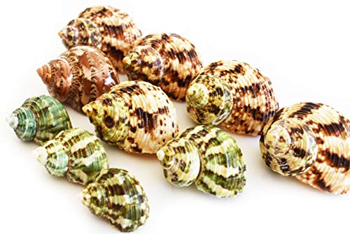 Select 10 Hermit Crab Shells Turbo Changing Seashells Small-Medium 1"-2" Size (Opening Size 5/8" - 1") Beautiful