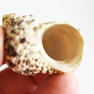 Select 10 Hermit Crab Shells Turbo Changing Seashells Small-Medium 1"-2" Size (Opening Size 5/8" - 1") Beautiful