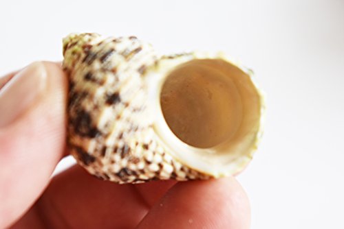 Select 10 Hermit Crab Shells Turbo Changing Seashells Small-Medium 1"-2" Size (Opening Size 5/8" - 1") Beautiful