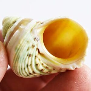 Select 10 Hermit Crab Shells Turbo Changing Seashells Small-Medium 1"-2" Size (Opening Size 5/8" - 1") Beautiful