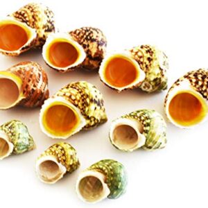 Select 10 Hermit Crab Shells Turbo Changing Seashells Small-Medium 1"-2" Size (Opening Size 5/8" - 1") Beautiful