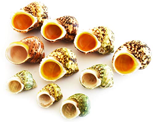 Select 10 Hermit Crab Shells Turbo Changing Seashells Small-Medium 1"-2" Size (Opening Size 5/8" - 1") Beautiful