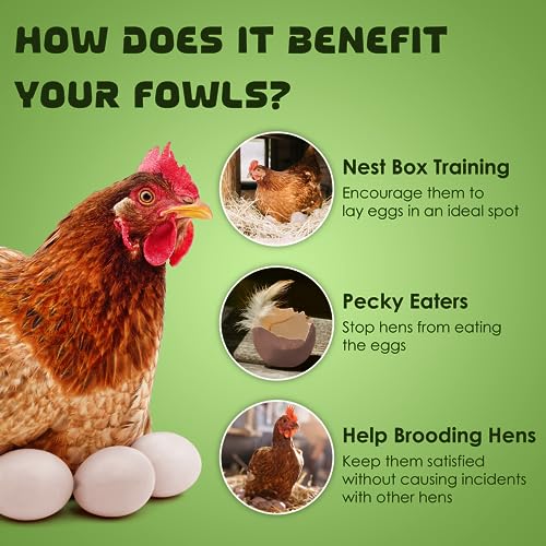 SunGrow Fake Eggs for Laying Hens in Chicken Coop, Train to Lay Inside Nest Box, Beige, 4 Pcs per Pack