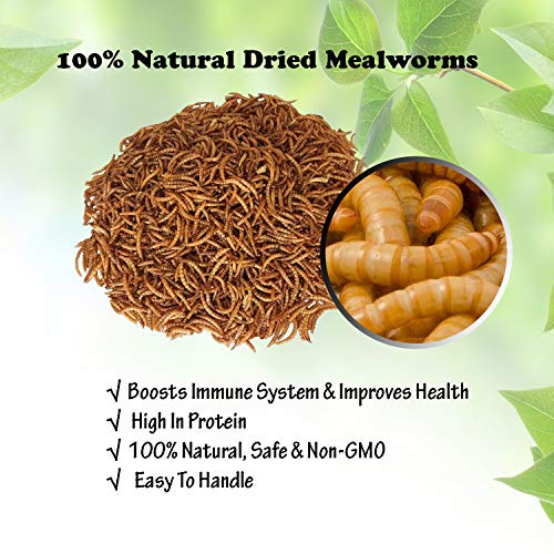 Amzey Dried Mealworms -2 LBS- 100% Natural Non GMO Mealworms -Food for Chicken- High Protein Mealworms for Bird, Duck Food, Bearded Dragon Diet, Gecko Food, Turtle Food, Lizard Food - Bulk Mealworms