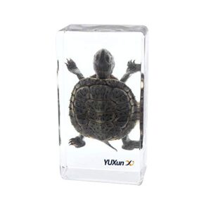 cherish xt real marine animal trachemys scripta elegans tortoise specimen paperweight animal science classroom specimen for science education