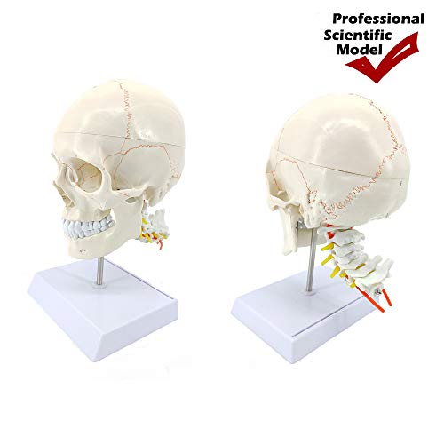 Altratech Human Skull Model Life-Size with Brain Removable Skullcap Professional Grade Anatomical Skull Model for Science Education, with Base (Life-Size with Base)