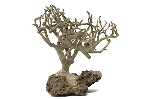 Bonsai Driftwood Mini Aquarium Tree BS (3.5 Inch Height) Natural, Handcrafted Fish Tank Decoration | Easy to Install