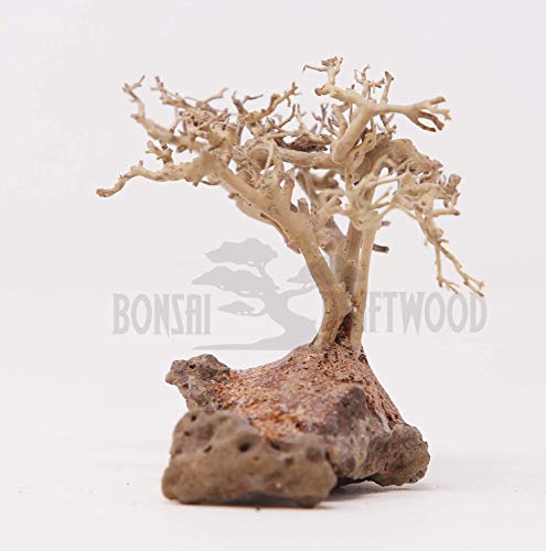 Bonsai Driftwood Mini Aquarium Tree BS (3.5 Inch Height) Natural, Handcrafted Fish Tank Decoration | Easy to Install