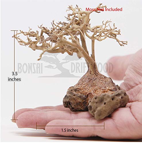 Bonsai Driftwood Mini Aquarium Tree BS (3.5 Inch Height) Natural, Handcrafted Fish Tank Decoration | Easy to Install