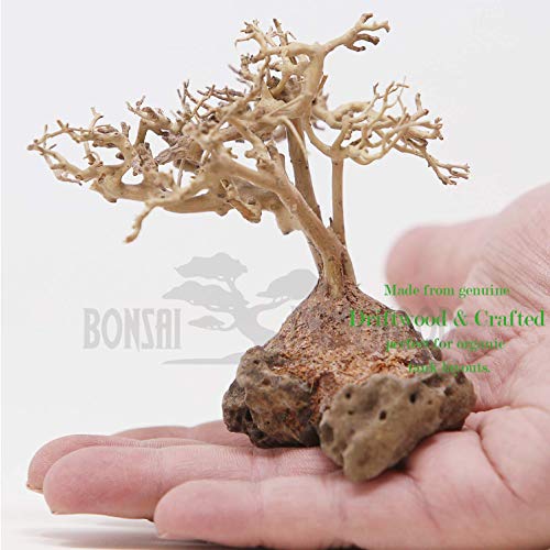 Bonsai Driftwood Mini Aquarium Tree BS (3.5 Inch Height) Natural, Handcrafted Fish Tank Decoration | Easy to Install