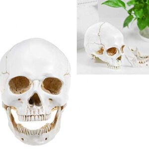 DOC.ROYAL Realistic 1:1 Retro Human Skull Model Life Size Anatomical Medical Teaching Skeleton Head