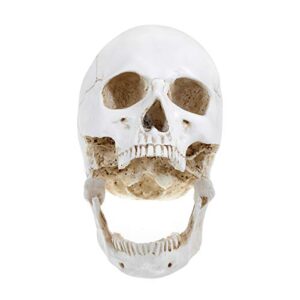 DOC.ROYAL Realistic 1:1 Retro Human Skull Model Life Size Anatomical Medical Teaching Skeleton Head