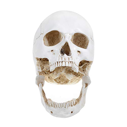 DOC.ROYAL Realistic 1:1 Retro Human Skull Model Life Size Anatomical Medical Teaching Skeleton Head