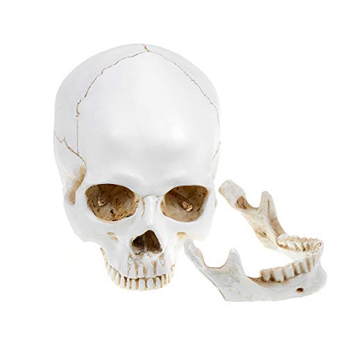 DOC.ROYAL Realistic 1:1 Retro Human Skull Model Life Size Anatomical Medical Teaching Skeleton Head