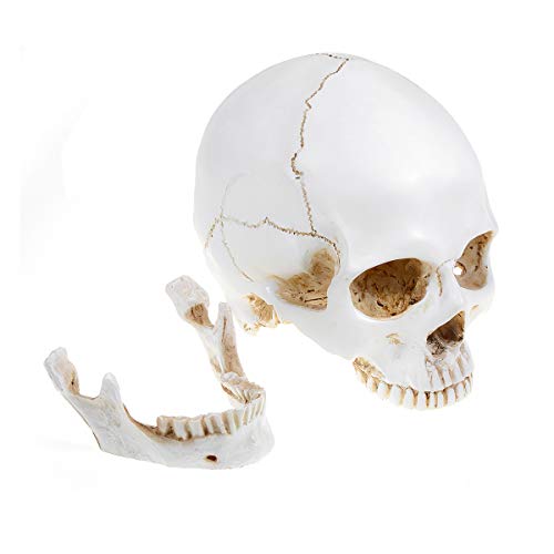 DOC.ROYAL Realistic 1:1 Retro Human Skull Model Life Size Anatomical Medical Teaching Skeleton Head