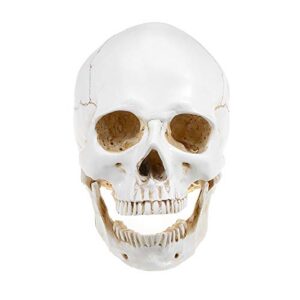 DOC.ROYAL Realistic 1:1 Retro Human Skull Model Life Size Anatomical Medical Teaching Skeleton Head