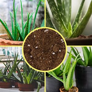 Aloe Vera Soil Blend, Hand Blended Aloe Vera and Succulent Soil Mix, Re-Pots 4-6 Small Plants, 2-4 Medium Plants, or 1-2 Large Plants, All Natural (4qts)