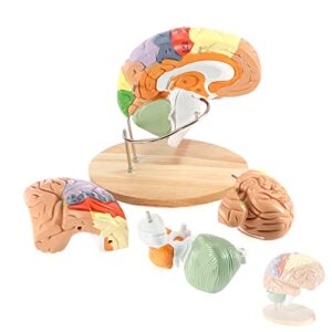 beamnova human brain model 2 times life size for neuroscience teaching with labels anatomy model for learning science classroom study display medical model