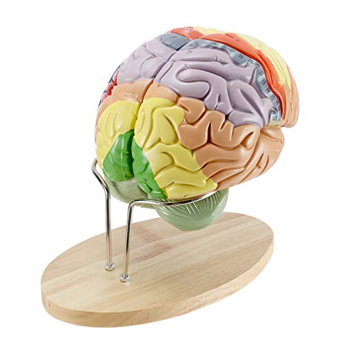 BEAMNOVA Human Brain Model 2 Times Life Size for Neuroscience Teaching with Labels Anatomy Model for Learning Science Classroom Study Display Medical Model