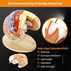 BEAMNOVA Human Brain Model 2 Times Life Size for Neuroscience Teaching with Labels Anatomy Model for Learning Science Classroom Study Display Medical Model