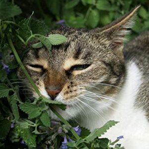 NatureZ Edge Catnip Seeds for Planting, 1700+ Herb Seeds, Indoor or Outdoor Growing, Your Cat Will Love Them, Non-GMO