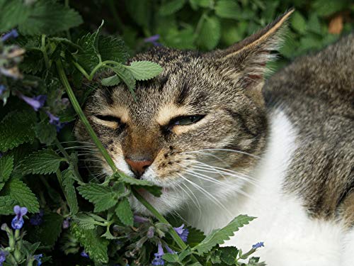 NatureZ Edge Catnip Seeds for Planting, 1700+ Herb Seeds, Indoor or Outdoor Growing, Your Cat Will Love Them, Non-GMO