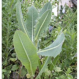 Earthcare Seeds Wild Lettuce 50 Seeds (Lactuca virosa) Heirloom - Non GMO - Open Pollinated