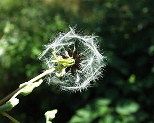 Earthcare Seeds Wild Lettuce 50 Seeds (Lactuca virosa) Heirloom - Non GMO - Open Pollinated