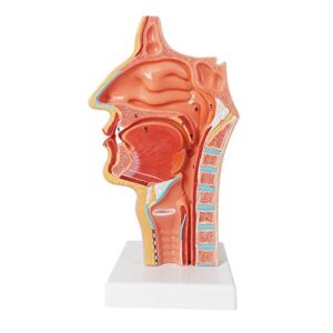 evotech life size nasal oral cavity throat 1:1 human nasopharynx laryngopharyngeal nasal cavity, oral cavity, pharynx, larynx, anatomical model,