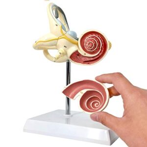 inner ear model labyrinth model 2 part 8x cochlea semicircular canal & vestibule open medical anatomical ear internal structure model human organ anatomical model for medical study display teaching