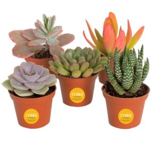 costa farms succulents (5 pack), live mini succulent plants, grower's choice live houseplants, potted in nursery plant pots, potting soil, gift for bulk baby shower, bridal shower, diy room decor