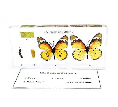 Lifecycle of a Butterfly in Resin Block Paperweight Paperweights Science Classroom Specimens for Science Education