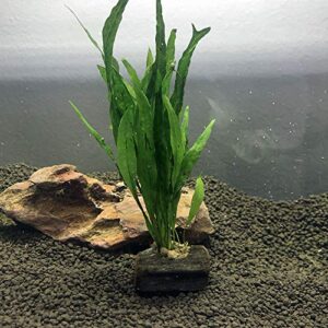 microsorum java fern on driftwood (2-3 inches)