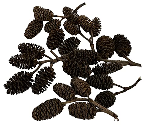 Alder & Casuarina Cones Betta/Shrimp Tank Promotes Natural Habitat, Breeding, Tannin Producing Improves Immunity, Easy to Use, Alder Cone Alternative by Awesome Aquatic (25 Pack Alder)