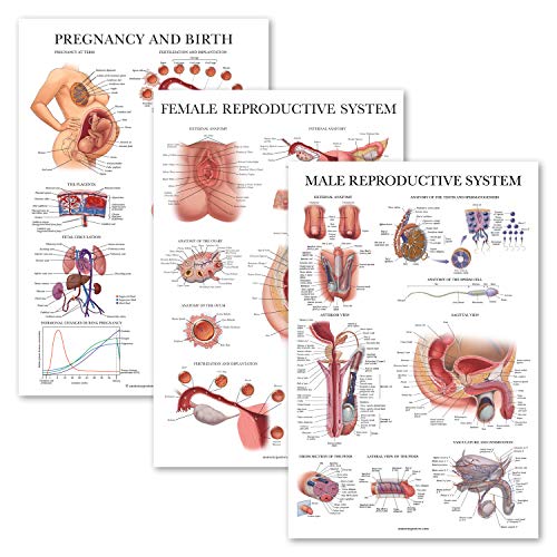 3 Pack - Female Reproductive System Anatomical Poster + Male Reproductive System + Pregnancy and Birth Anatomy Charts