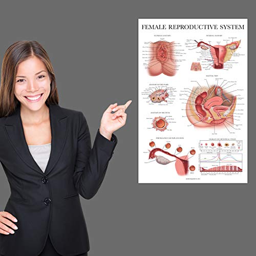 3 Pack - Female Reproductive System Anatomical Poster + Male Reproductive System + Pregnancy and Birth Anatomy Charts