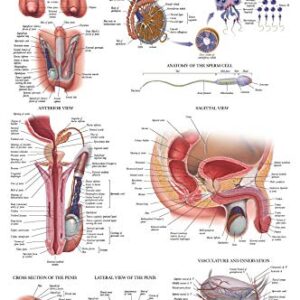 3 Pack - Female Reproductive System Anatomical Poster + Male Reproductive System + Pregnancy and Birth Anatomy Charts