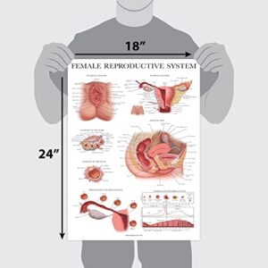 3 Pack - Female Reproductive System Anatomical Poster + Male Reproductive System + Pregnancy and Birth Anatomy Charts