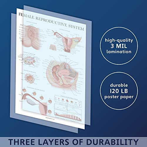 3 Pack - Female Reproductive System Anatomical Poster + Male Reproductive System + Pregnancy and Birth Anatomy Charts