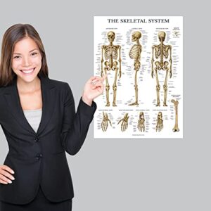 2 Pack - Skeletal System Anatomical Poster + Heart Anatomy Chart - Laminated