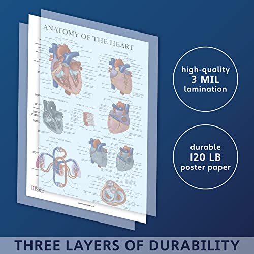 2 Pack - Skeletal System Anatomical Poster + Heart Anatomy Chart - Laminated