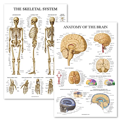 Palace Learning 2 Pack - Skeletal System Anatomical Poster + Brain Anatomy Chart - Laminated